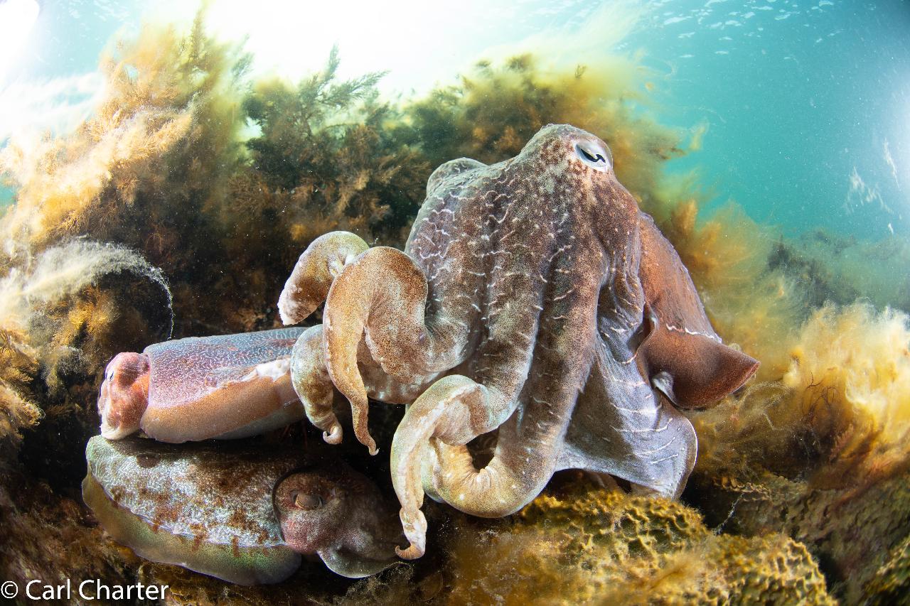 CuttleFest Extravaganza! Swim with GIANT Cuttlefish - Whyalla - July ...