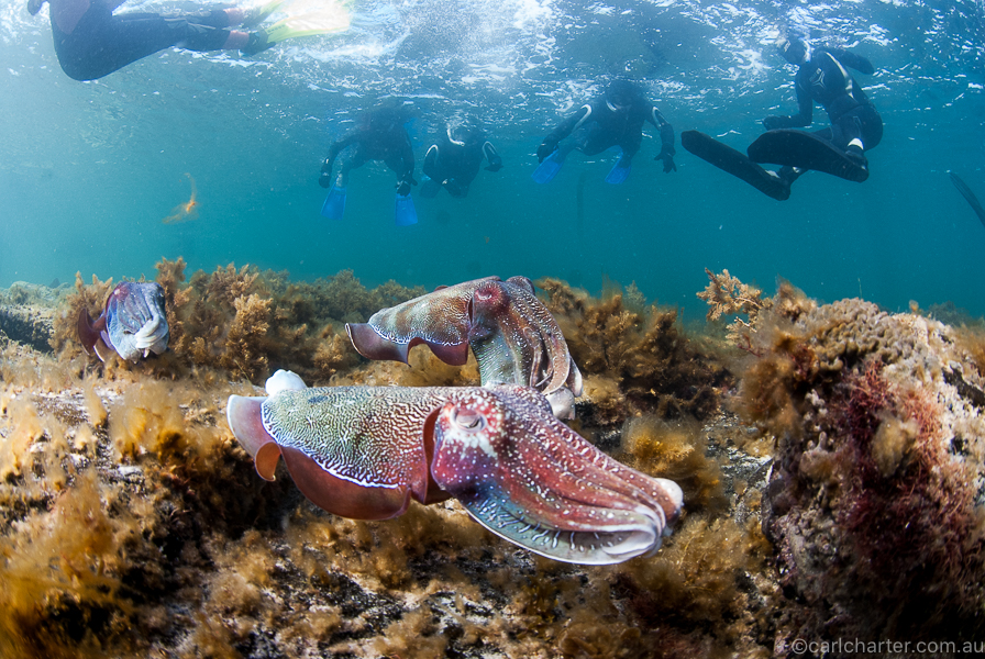 CuttleFest Extravaganza! Swim with GIANT Cuttlefish - Whyalla - July ...