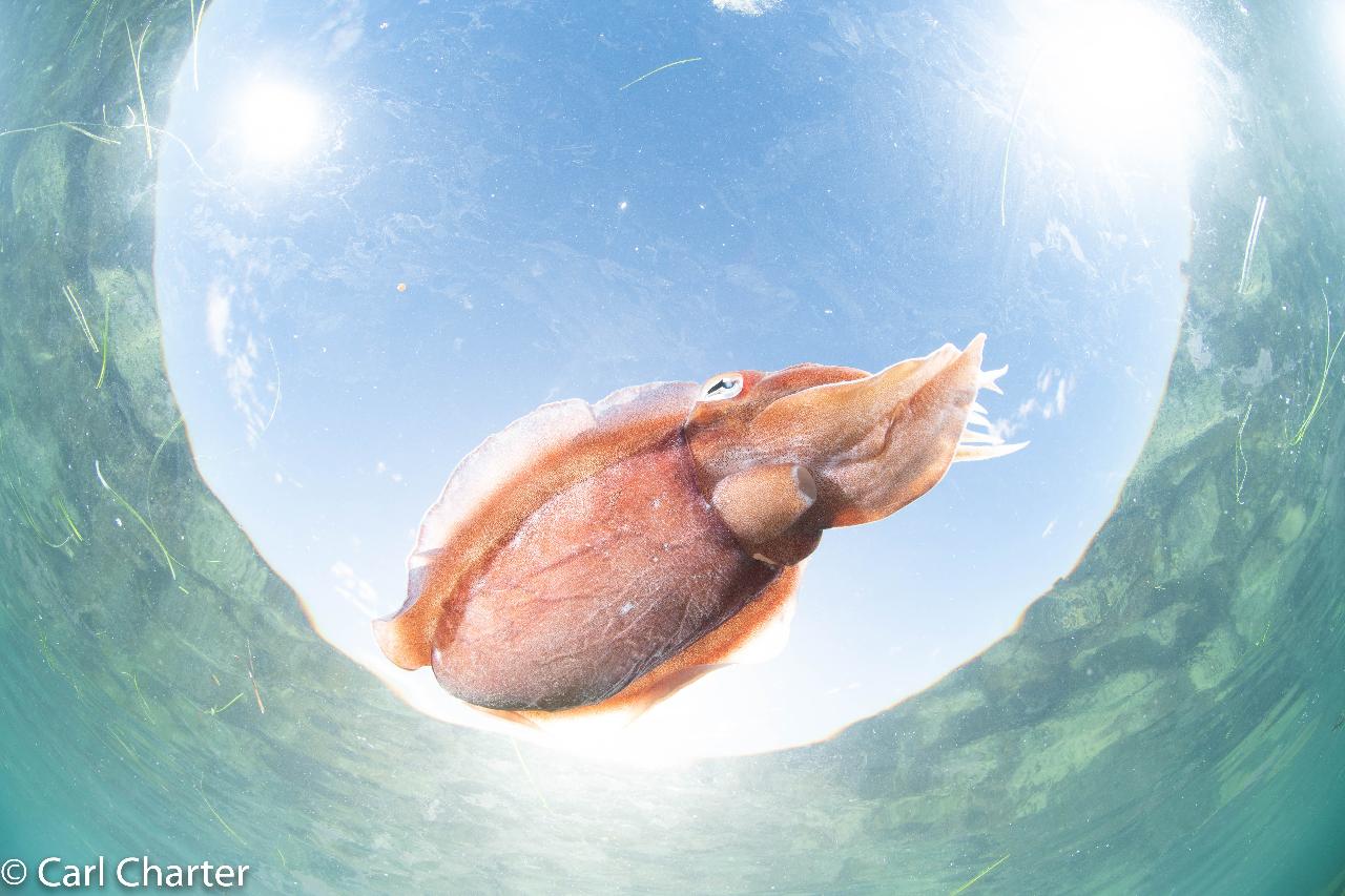 CuttleFest Extravaganza! Swim with GIANT Cuttlefish - Whyalla - July ...