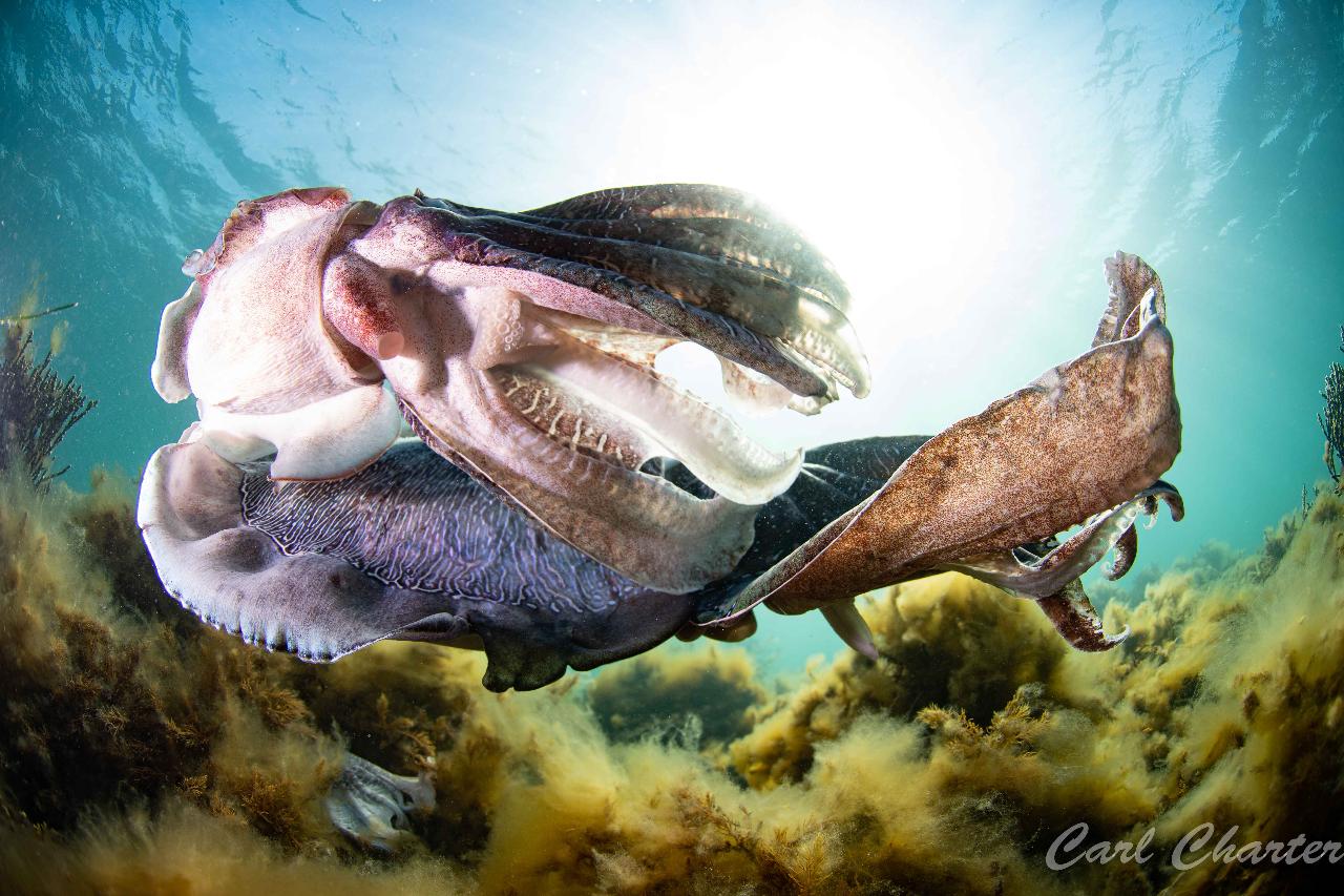 CuttleFest Extravaganza! Swim with GIANT Cuttlefish - Whyalla - July ...