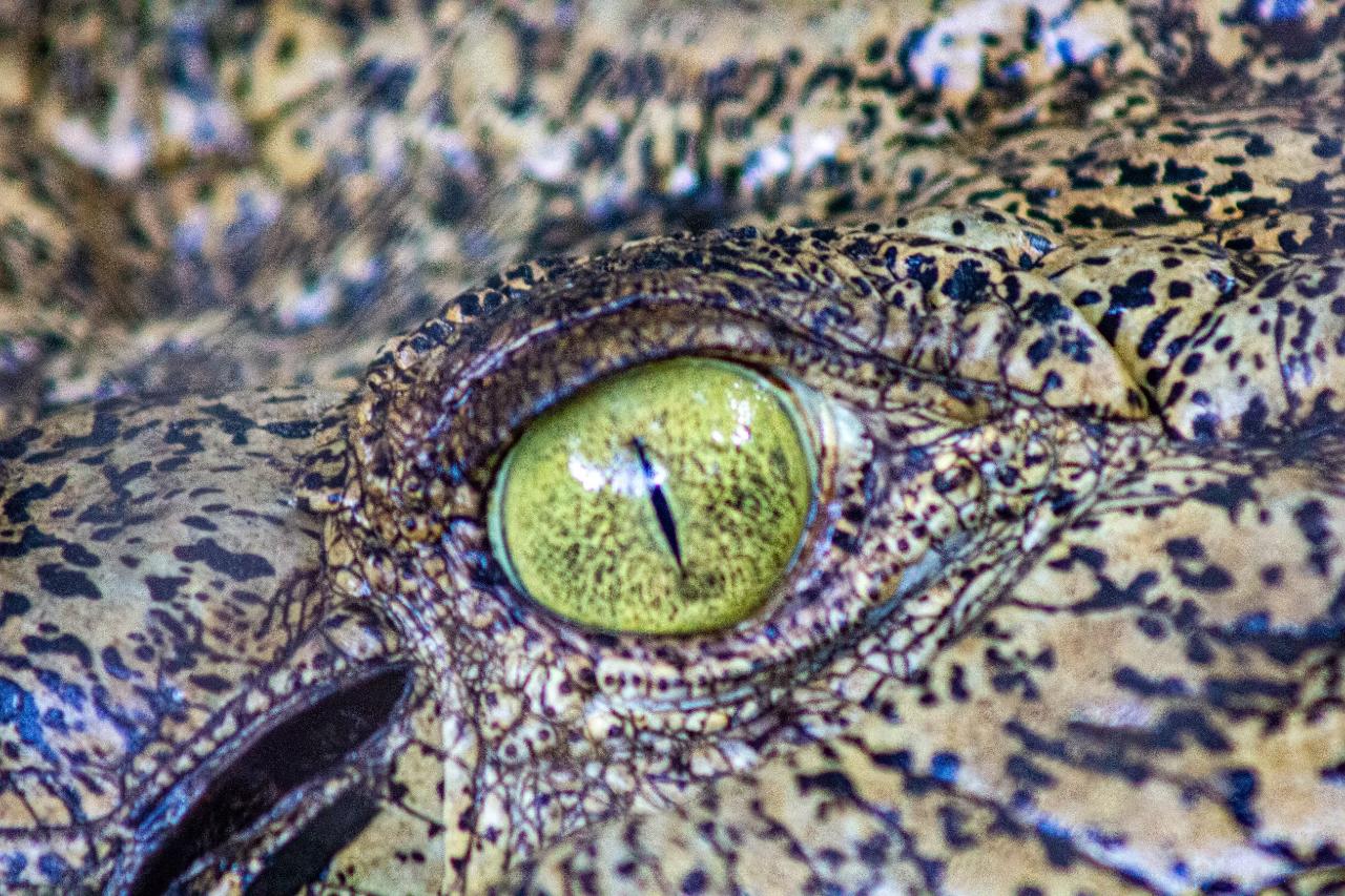 Broome Adventures | Broome wildlife | Crocodile Park | Malcolm Douglas
