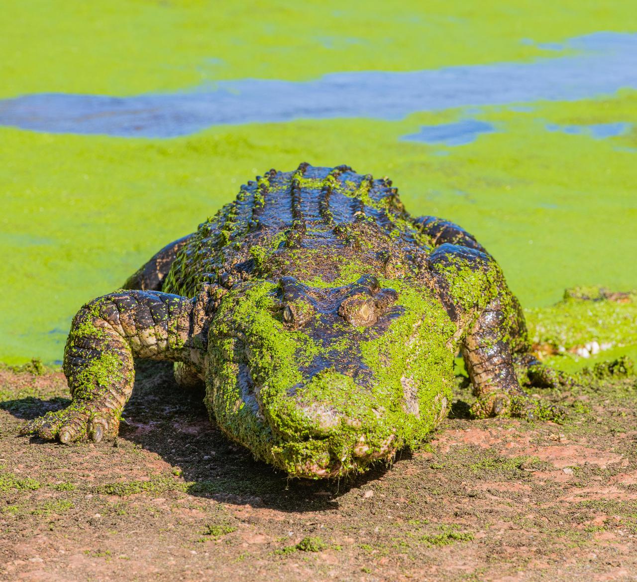 Malcolm Douglas Crocodile Refuge Experience - Turers - Australia