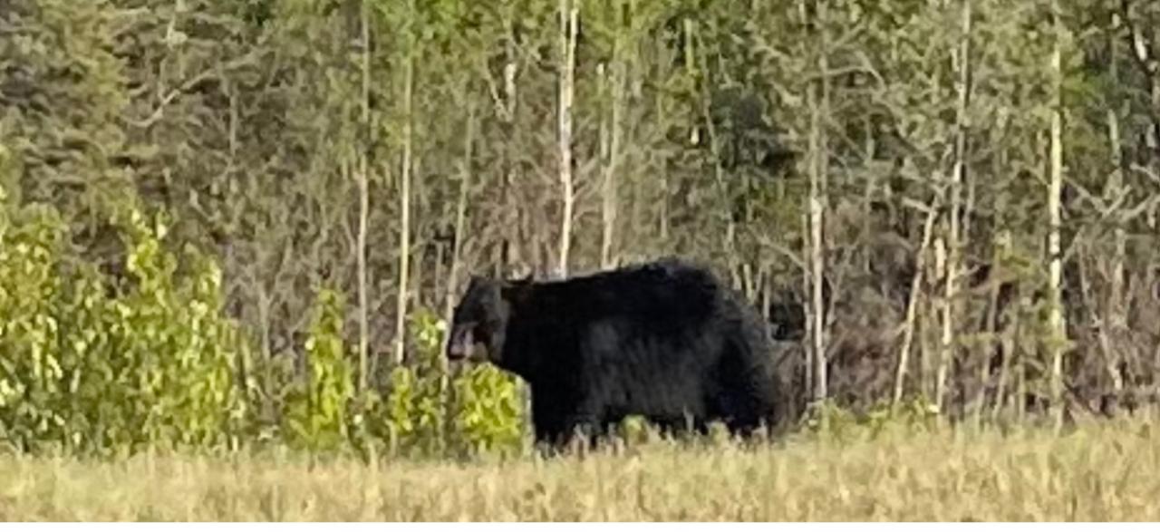 Bear spray rental - Counter Assault