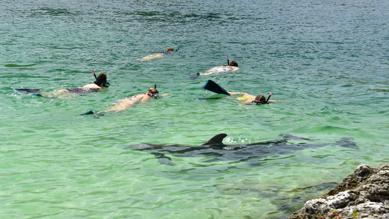 Dolphin Swim & Snorkel - Anthony's Key Resort Reservations