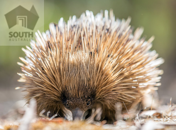 Guided Koala Walk and bush fire ecology tour - Turers - Australia