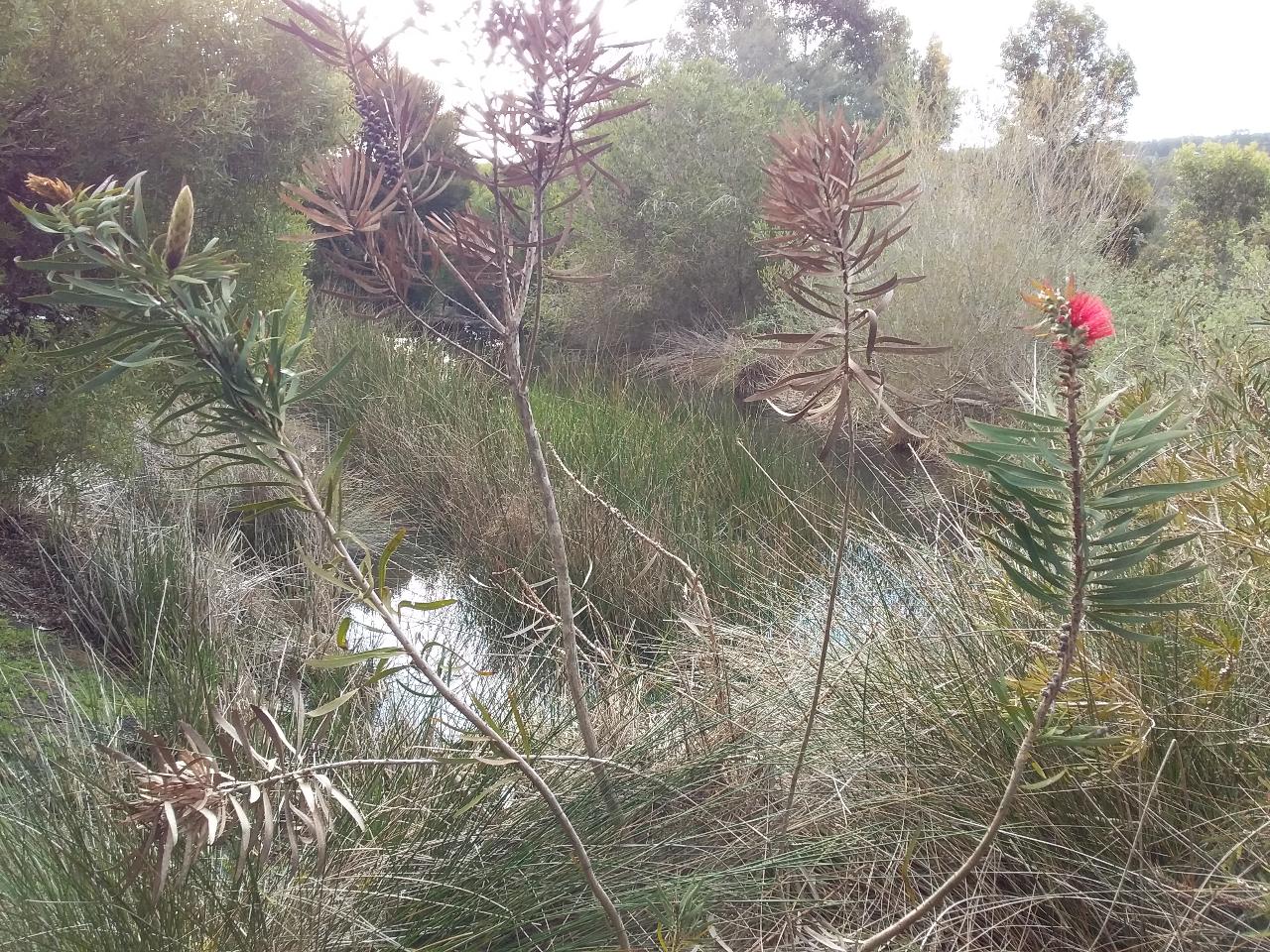 THE GRANGE ON KALGAN ECO-EXPERIENCE ½ Day Tag-along and Walking Tour ...