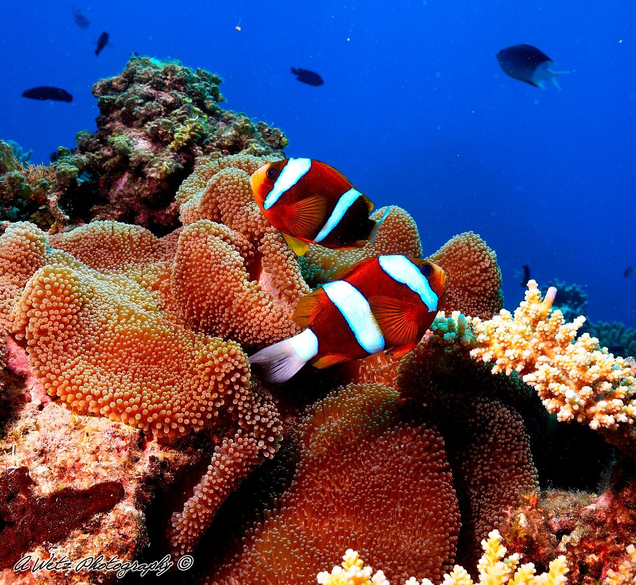 Great Barrier Reef Snorkel Day Trip ADD On Discover Scuba Diving Option ...