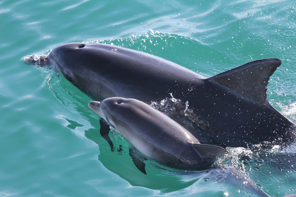 Dolphin Cruise - :Jervis Bay Wild and Dolphin Watch Cruises Reservations