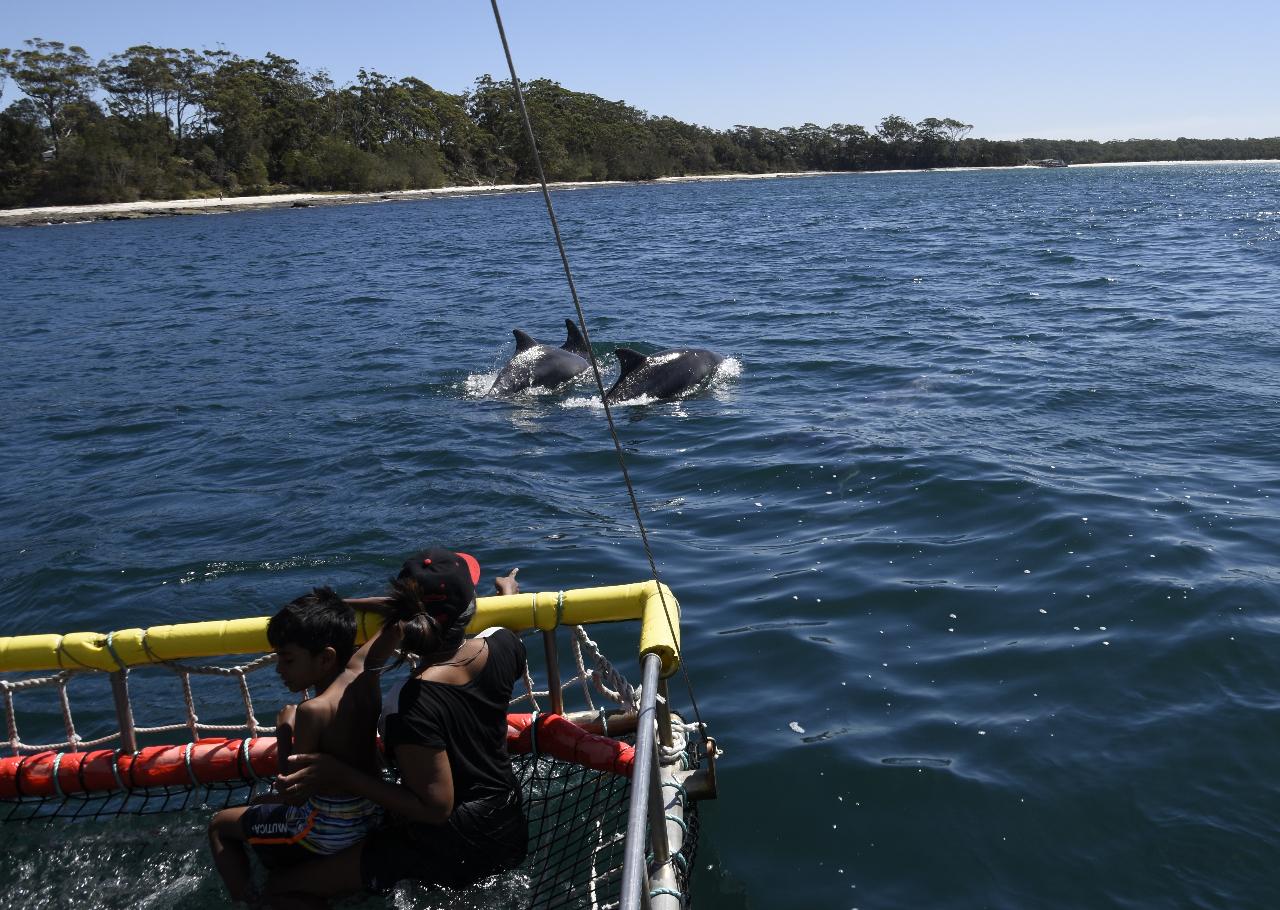 Summer Boom Netting Experience - :Jervis Bay Wild and Dolphin Watch ...