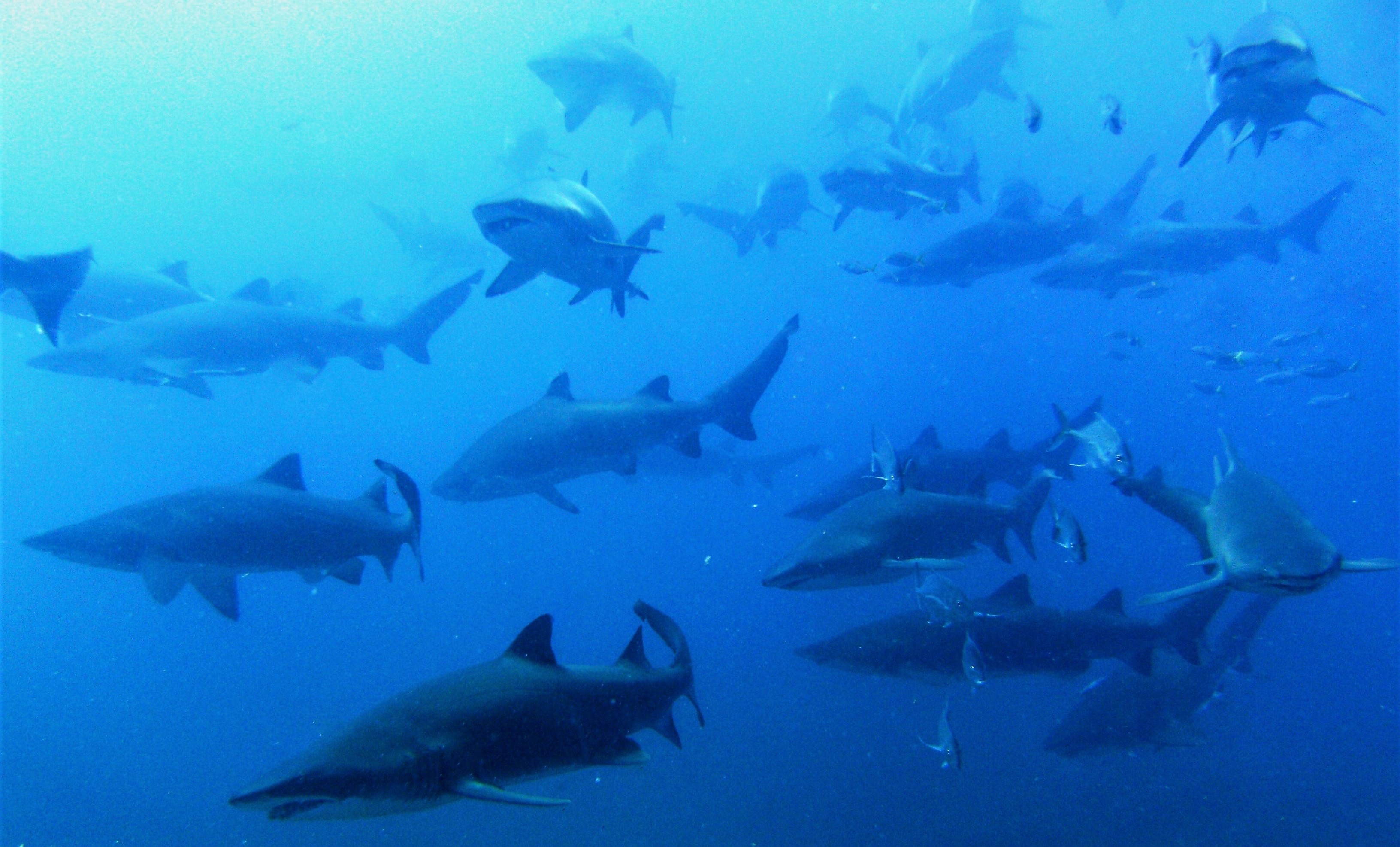 Double Dive Charter for Advanced Divers and above - Wolf Rock Dive ... Double Dive Charter for Advanced Divers and above - Wolf Rock Dive ...