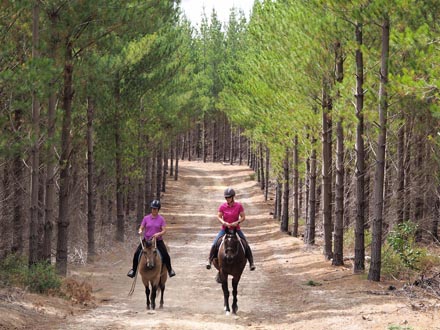 Horse Permit - Annual - ForestrySA Reservations