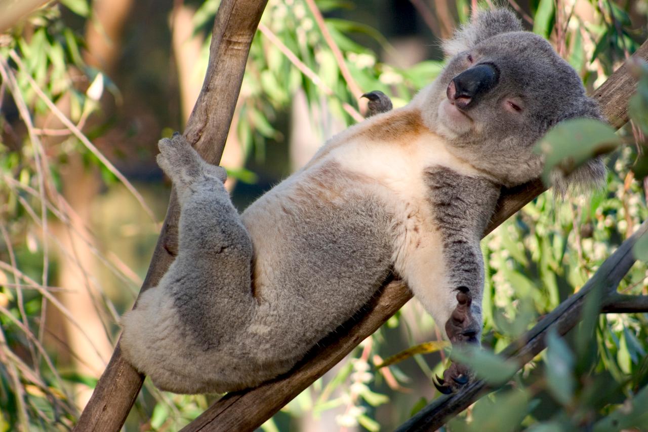 General Admission - Port Stephens Koala Sanctuary Reservations