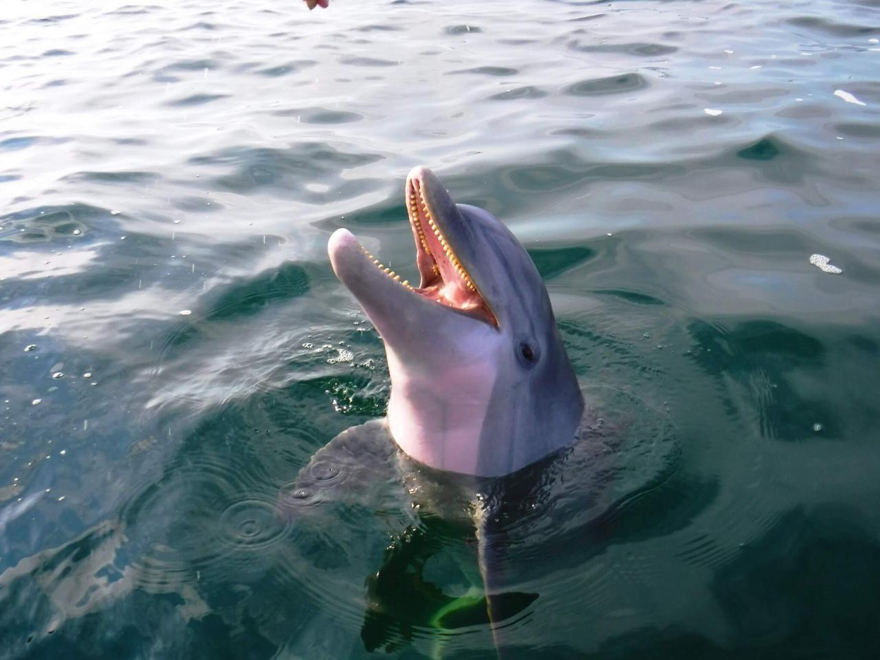 2 Hour Private DOLPHIN & SNORKELING Tour (up to 6 passengers) - Panama ...