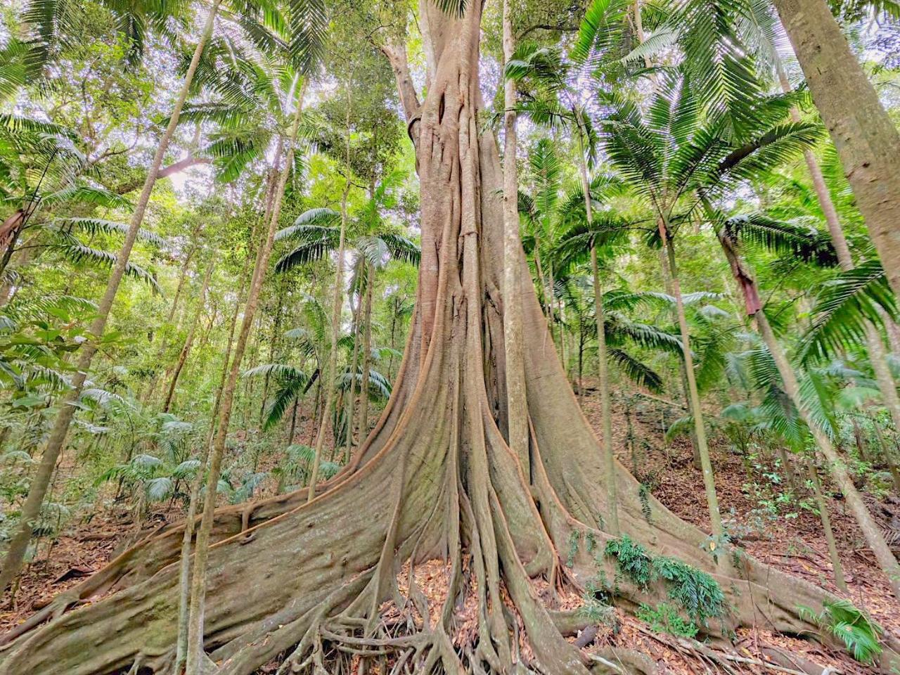 Mary Valley Tour - Turers - Australia