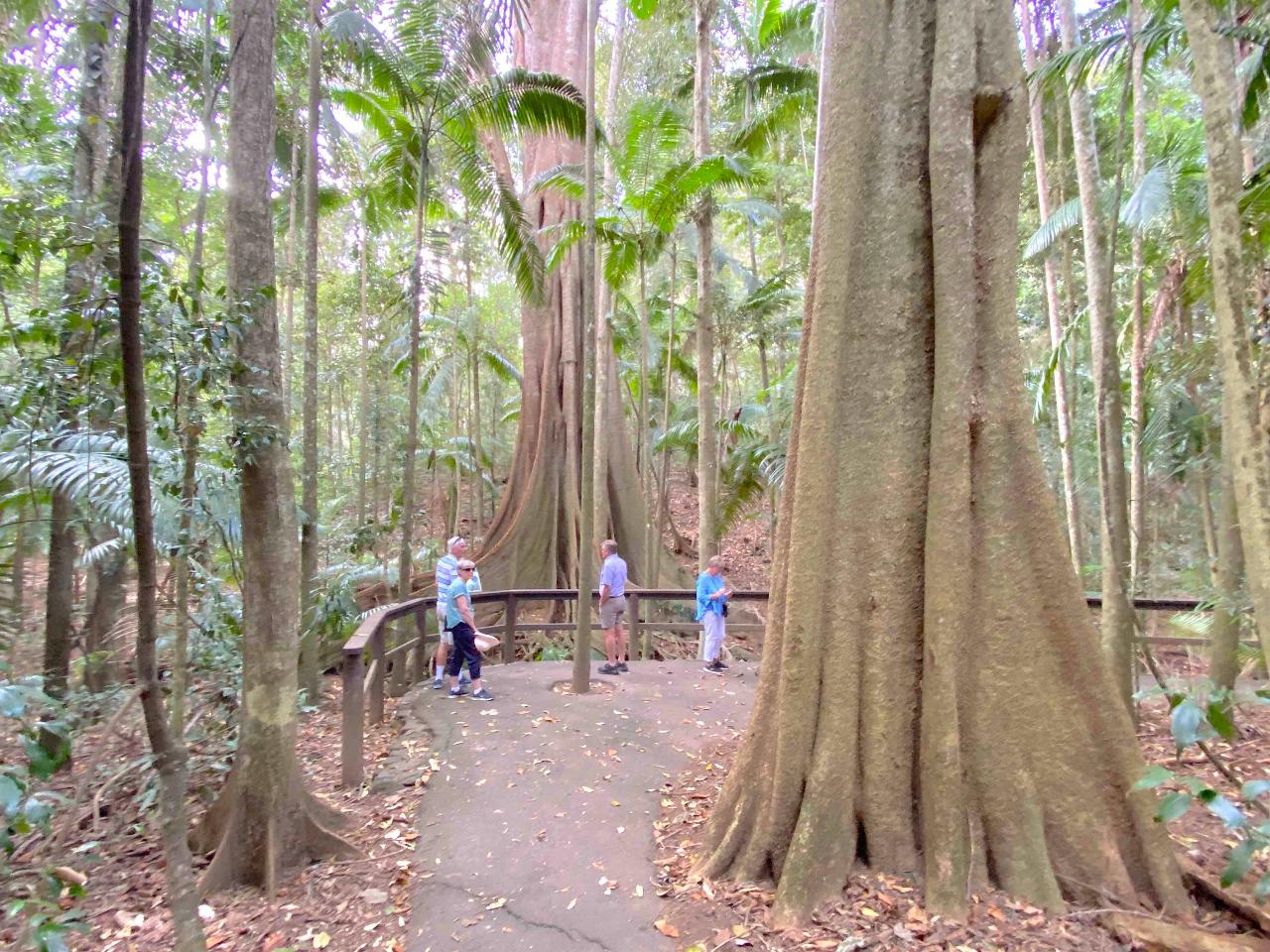 Mary Valley Tour - Turers - Australia