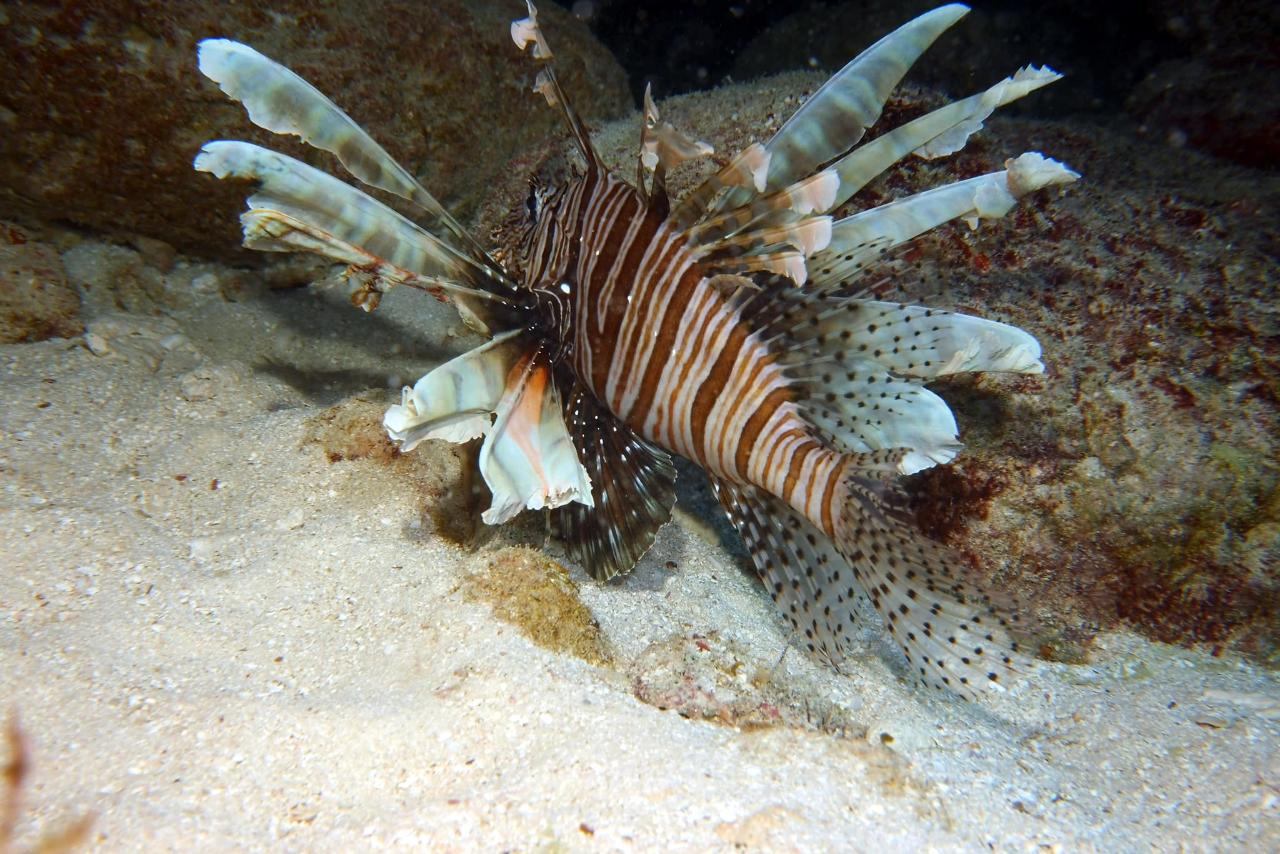 Lionfish Hunter/Removal Course - Dive Key West Eco Dive Training