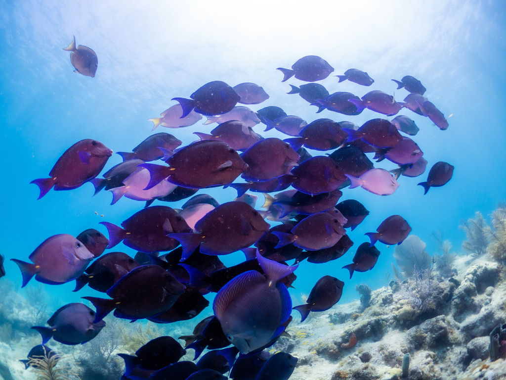 Looe Key Reef Trip - Discover Florida Keys' Stunning Coral Reefs