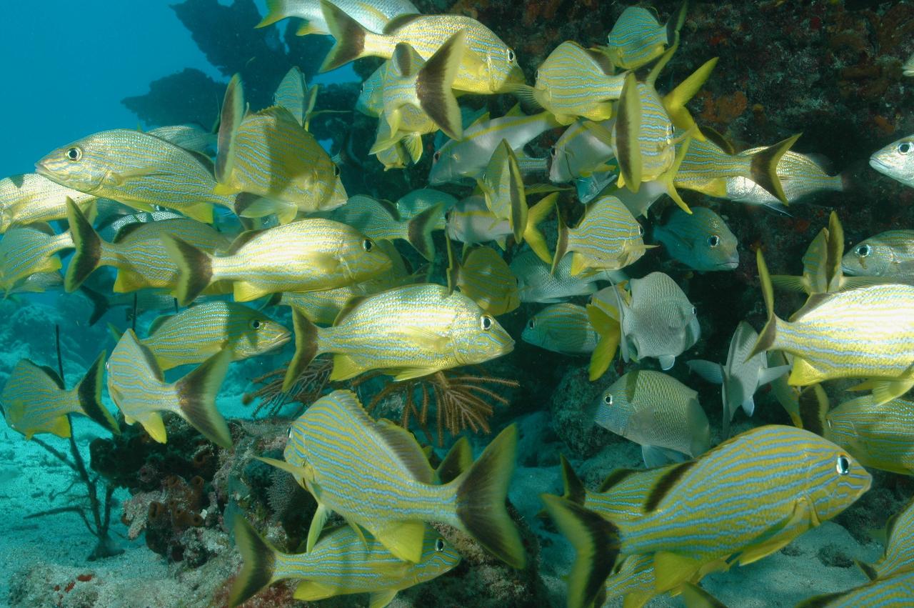 Key West Reef Trip - Snorkel & Explore Vibrant Florida Keys Reefs