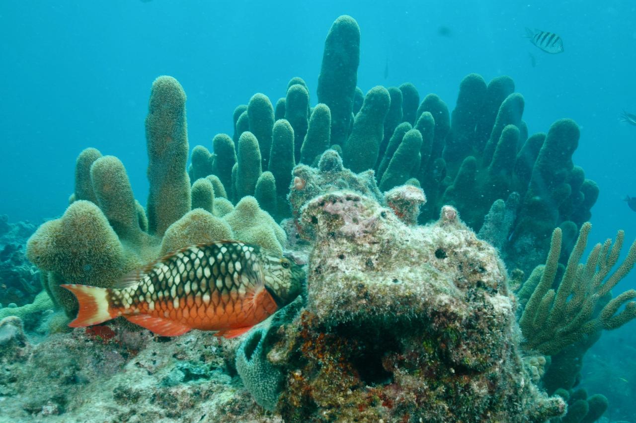 Key West Reef Trip - Snorkel & Explore Vibrant Florida Keys Reefs