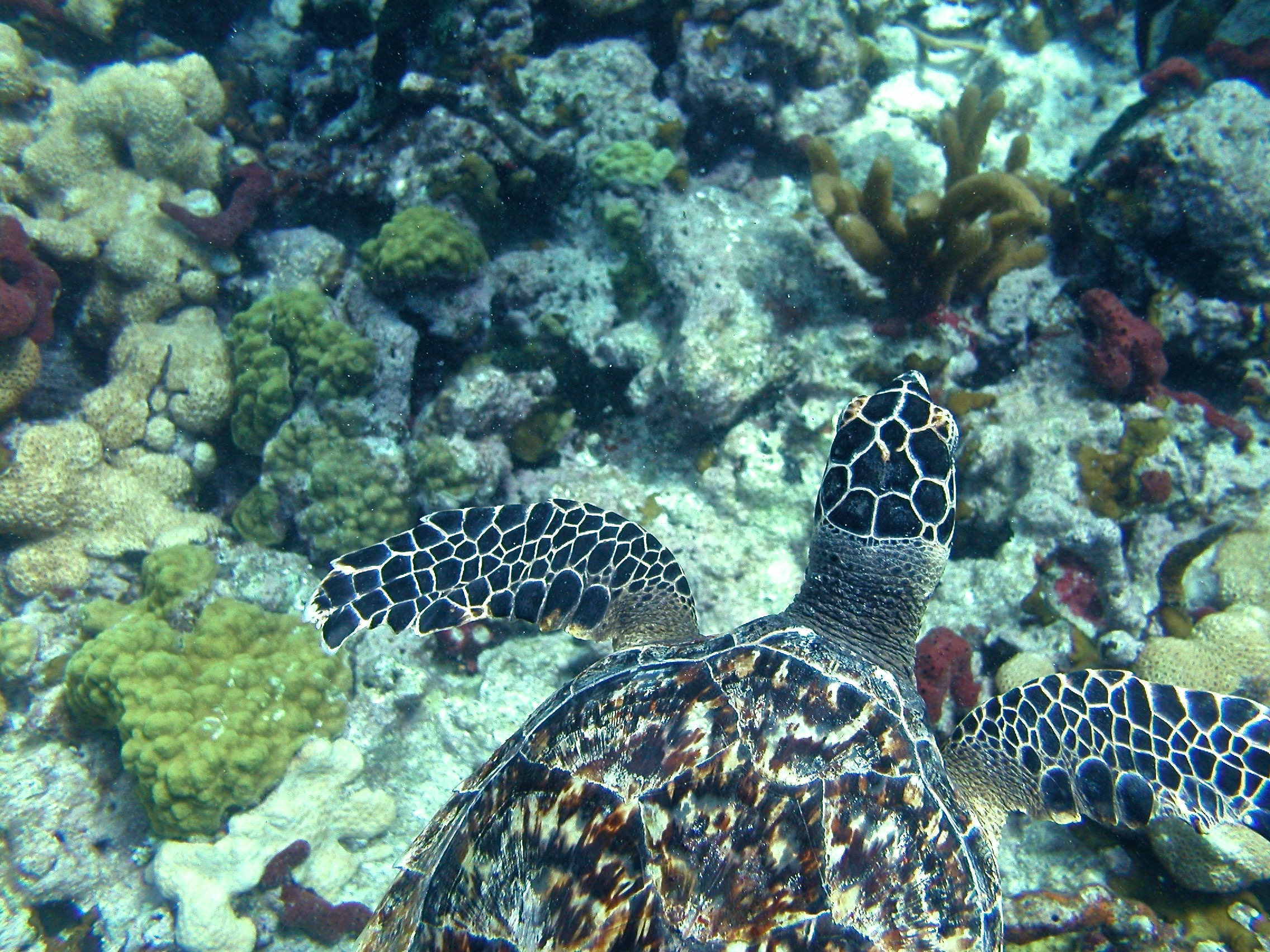 Marathon Reef Trip - Snorkeling & Diving Adventure in the Florida Keys