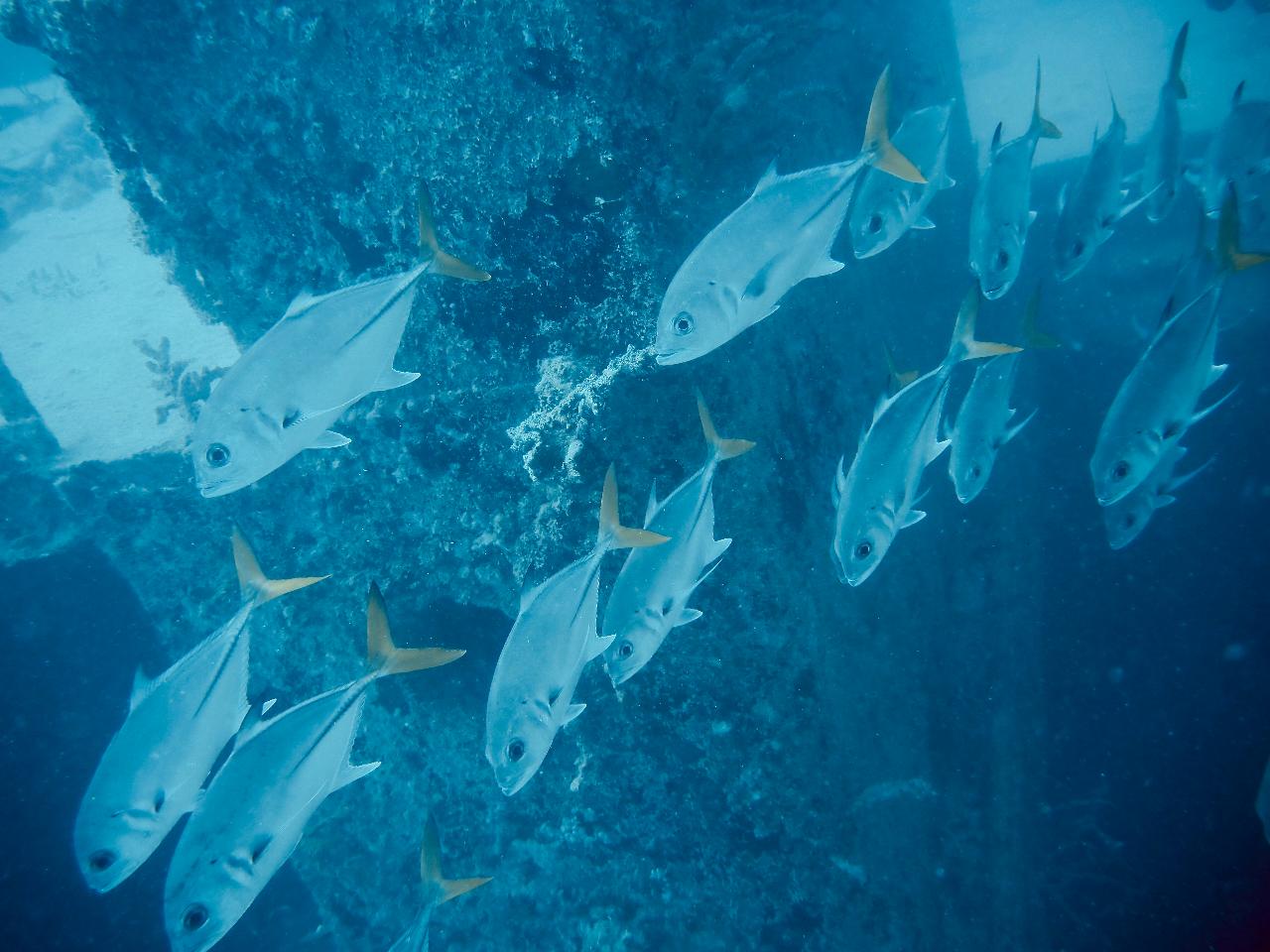 Key West Vandenberg Wreck Dive - Explore Florida Keys' Premier Shipwreck