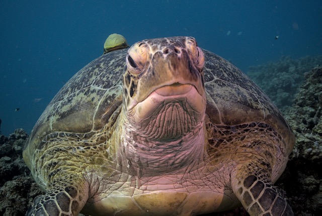 SeaSpeak Guided Snorkel Tour - Explore Looe Key with Expert Guides
