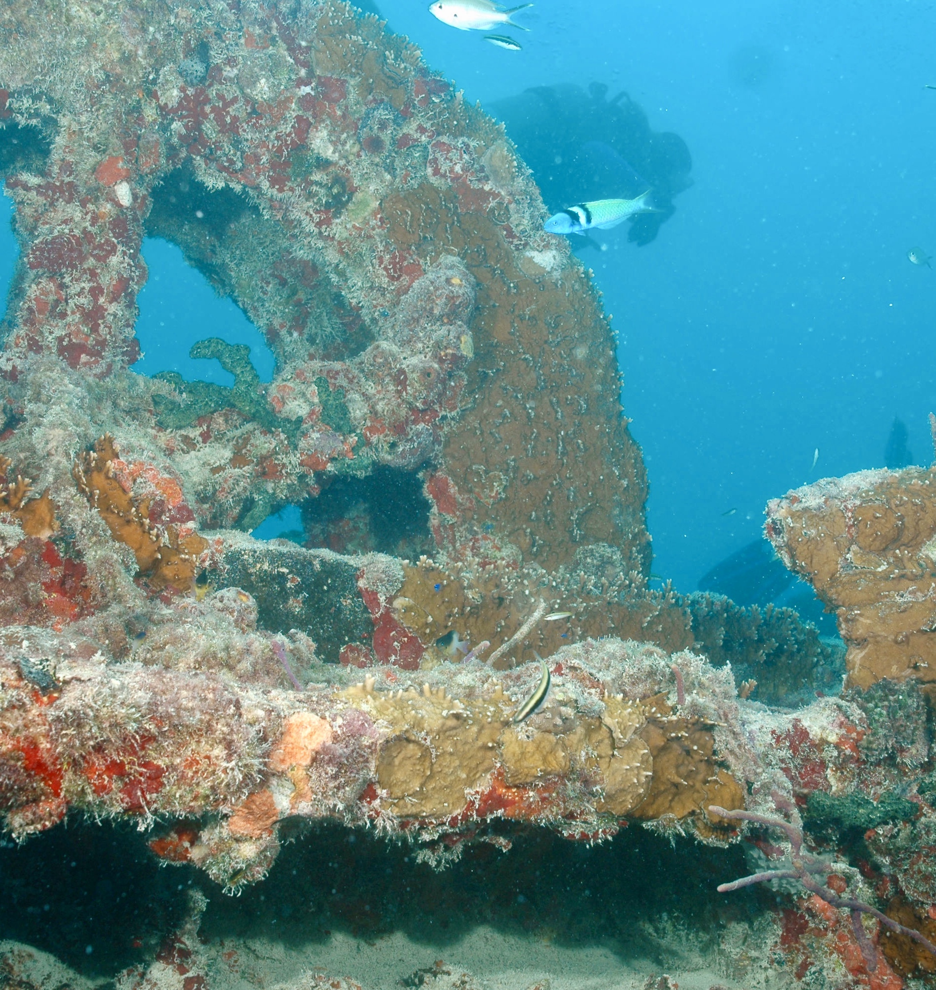 Key West Cayman Salvager Wreck Dive - Explore Florida's Historic Shipwreck