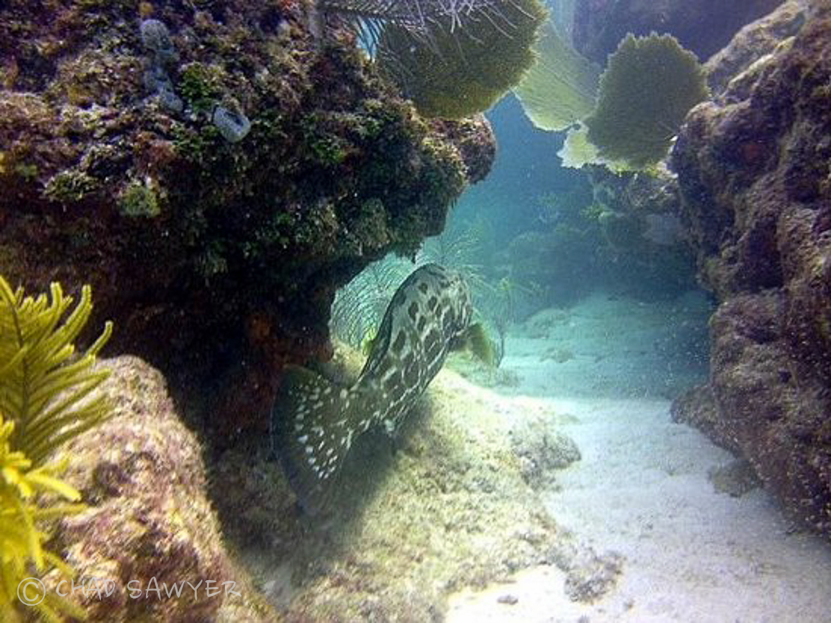 Looe Key Reef Trip - Discover Florida Keys' Stunning Coral Reefs