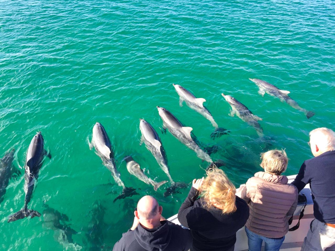Kangaroo Island Wildlife Encounter - Guided Coach Tour - Turers - Australia