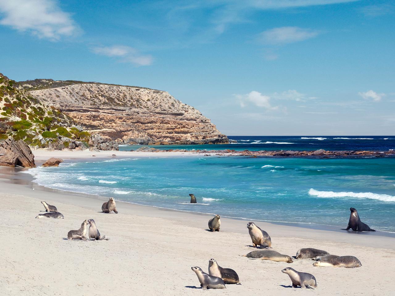 Seal Bay Beach Experience - Kangaroo Island Guided Coach Tour