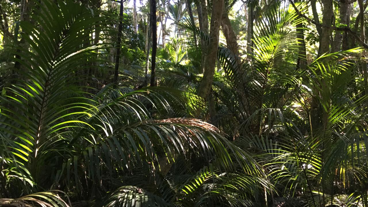 Private Forest Therapy Walk