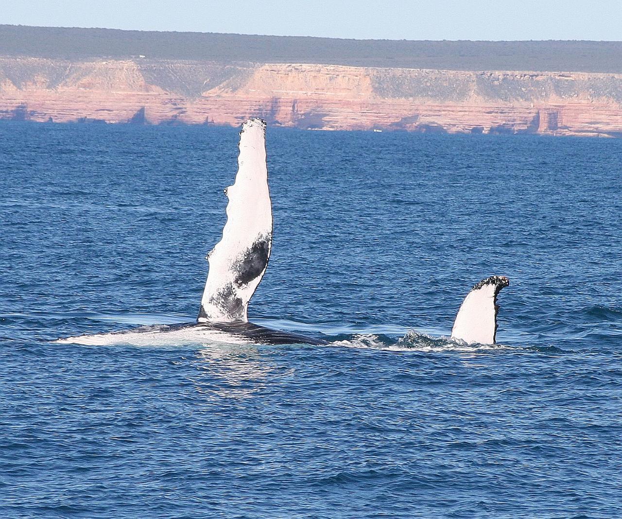 Kalbarri Whale Watching - Reefwalker Ocean Discovery Kalbarri Reservations