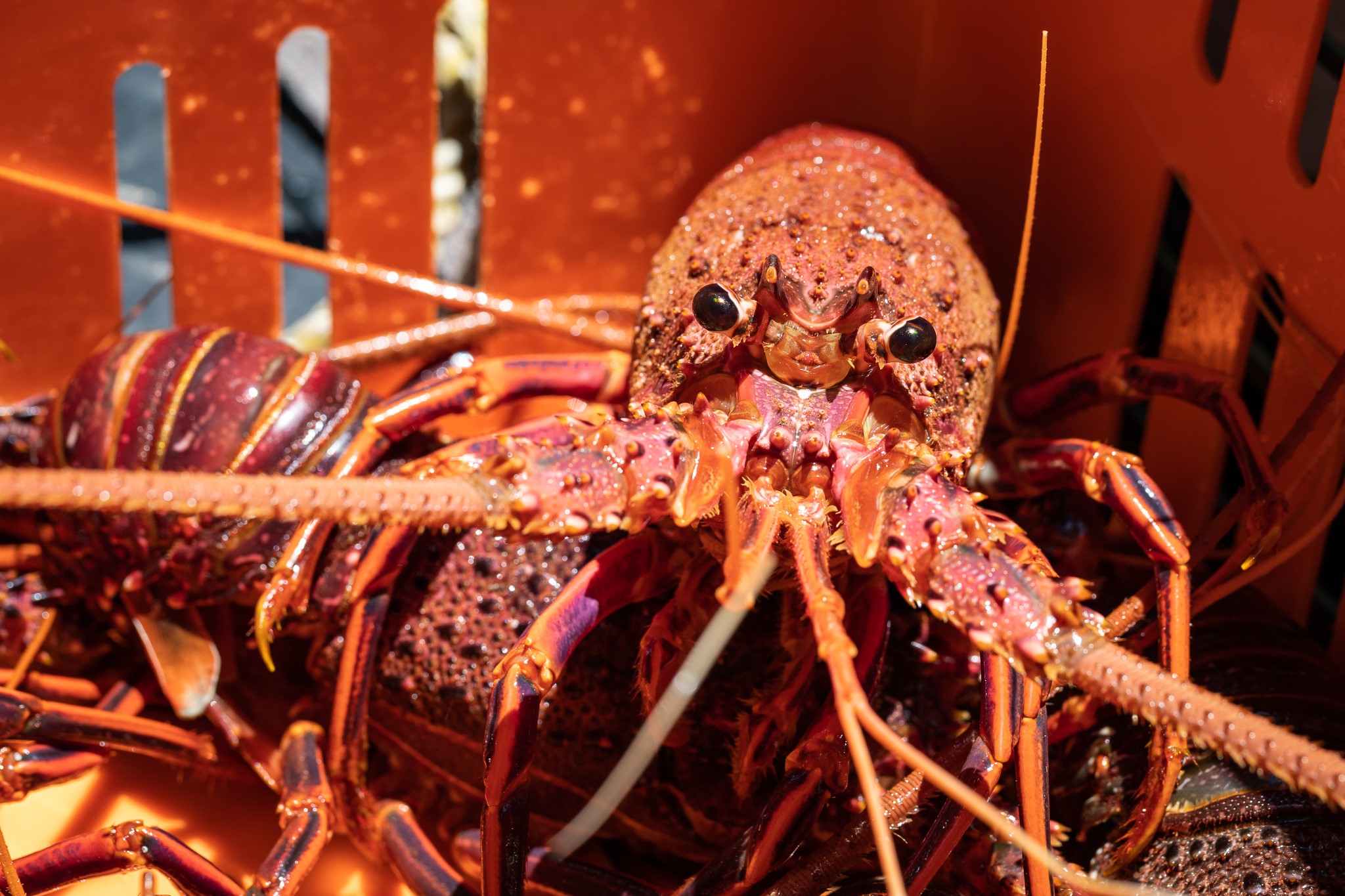 Kalbarri Crayfish Catch & Keep Tour - Reefwalker Ocean Discovery ...