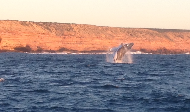 Kalbarri Whale Watching - Reefwalker Ocean Discovery Kalbarri Reservations