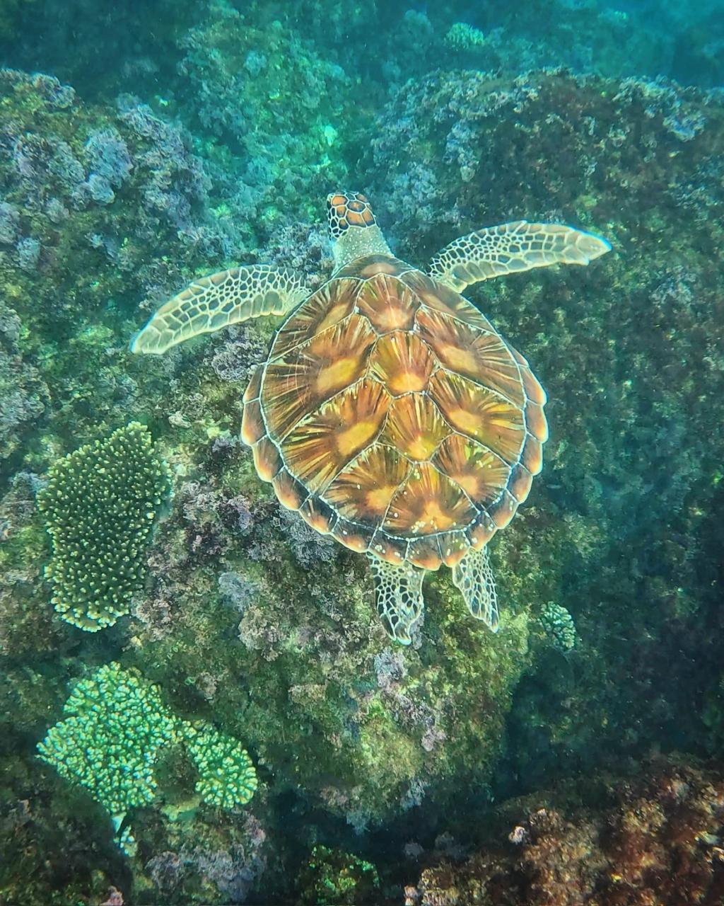 Swim with Turtles Tour | Ecological Adventure at Cook Island Aquatic ...