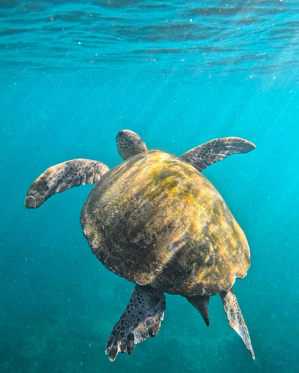 Swim with Turtles Tour | Ecological Adventure at Cook Island Aquatic ...