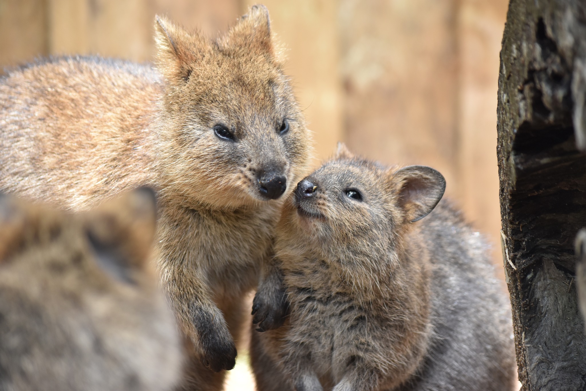 Quokka Encounter - Gorge Wildlife Park Reservations