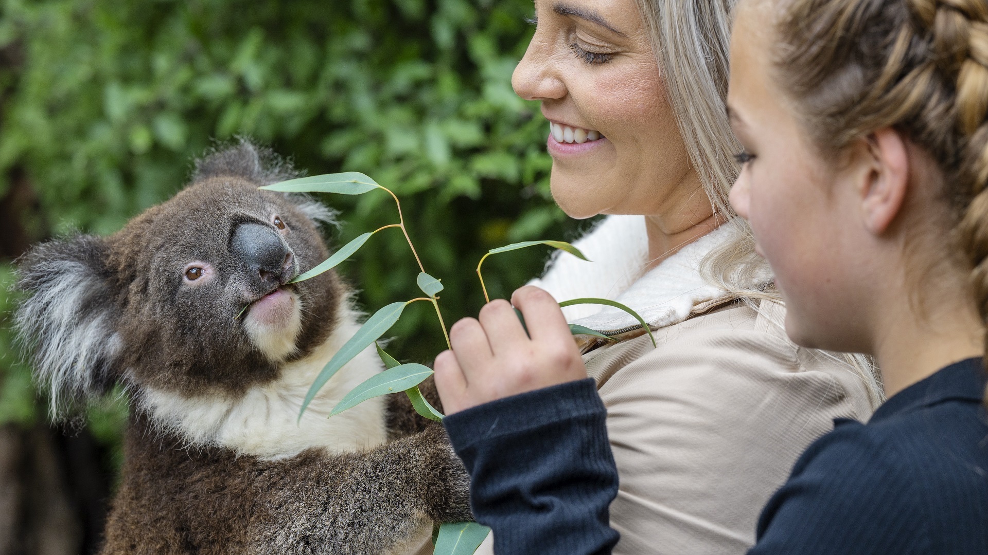 Koala Encounter (private) - Gorge Wildlife Park Reservations