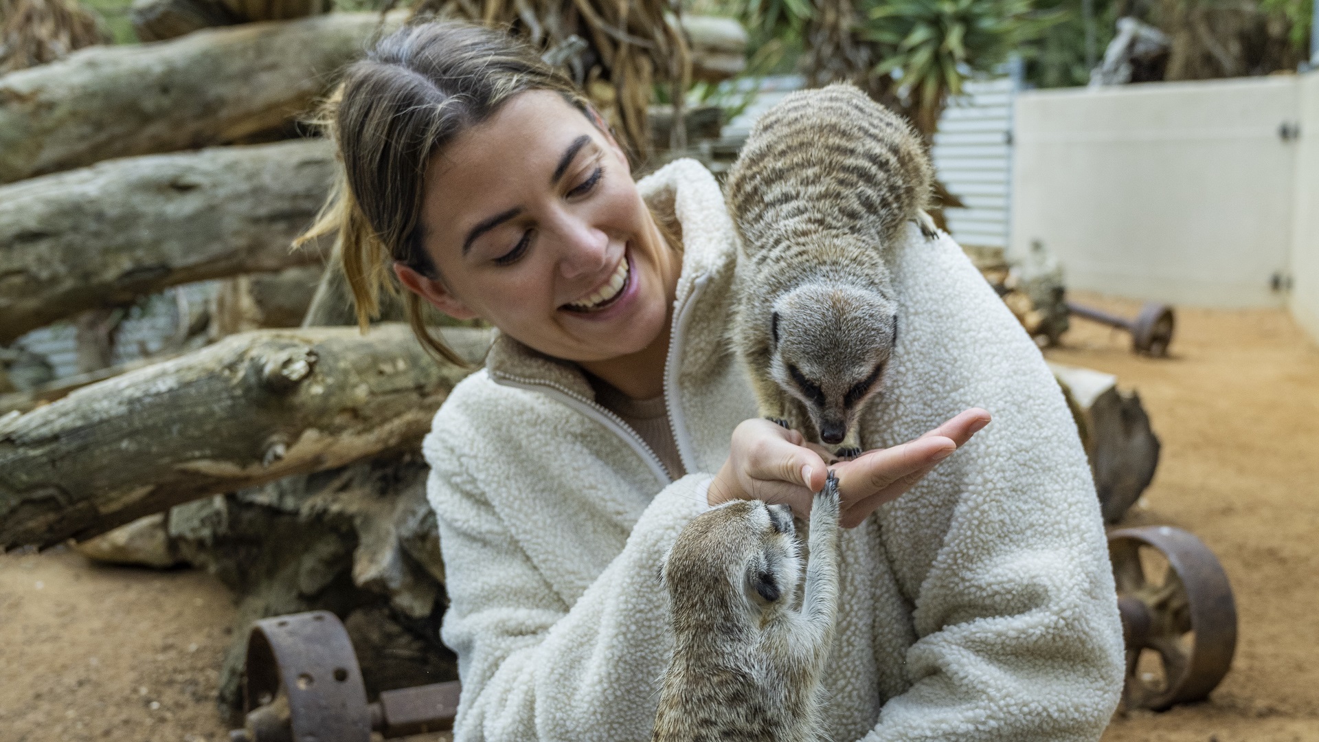 Meerkat Encounter - Gorge Wildlife Park Reservations