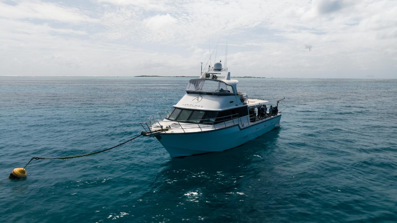 Abrolhos Island 3 Day Liveaboard Charter onboard Fortitude - Abrolhos ...