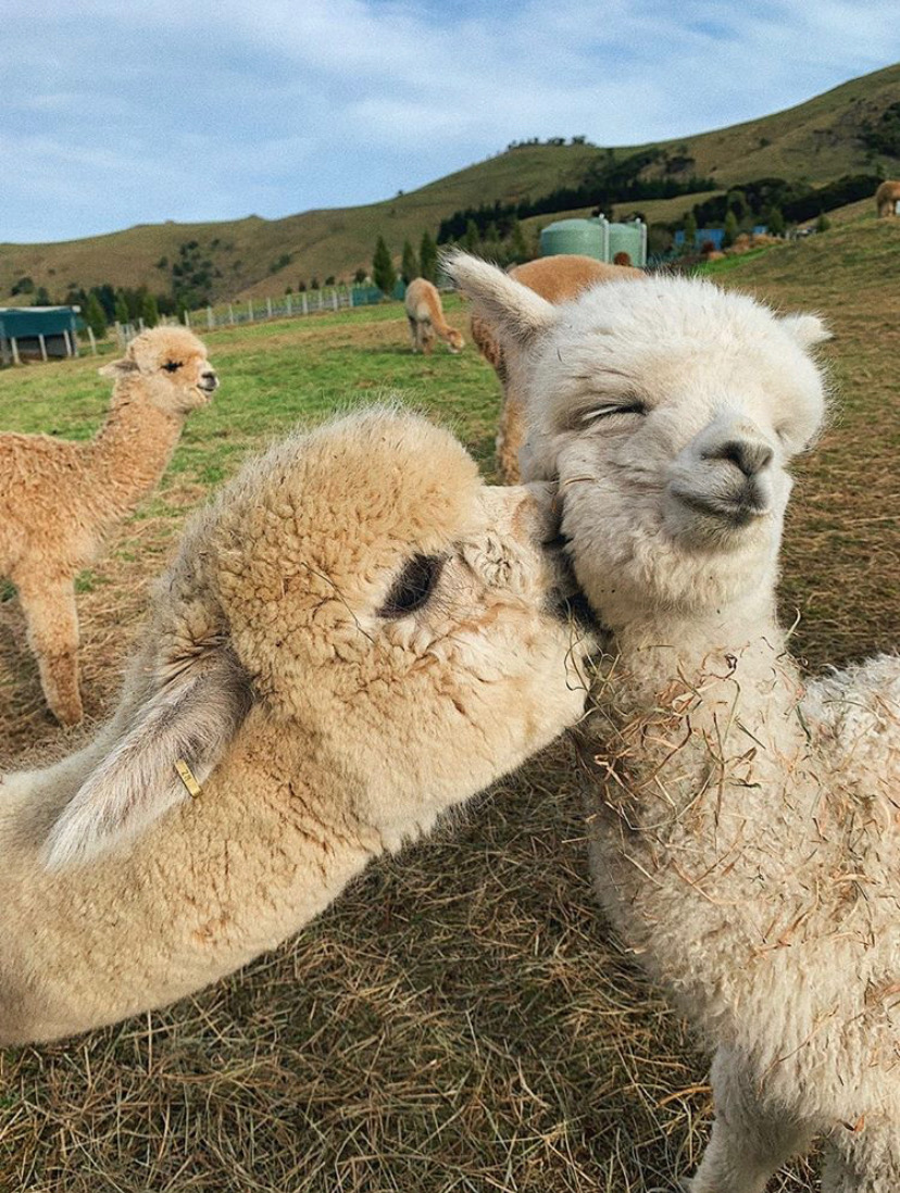 Alpaca Farm Tour - Shamarra Alpaca Farm Tours Reservations