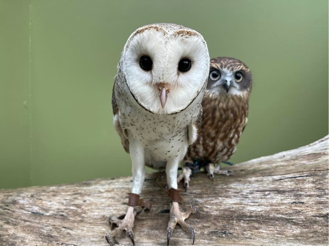 Wings of Connection - VIP Owl Experience - Feathered Friends Reservations