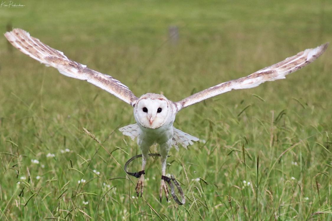 Wings of Connection - VIP Owl Experience - Feathered Friends Reservations