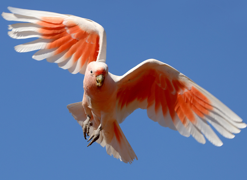 Parrots of the World Experience - Feathered Friends Reservations