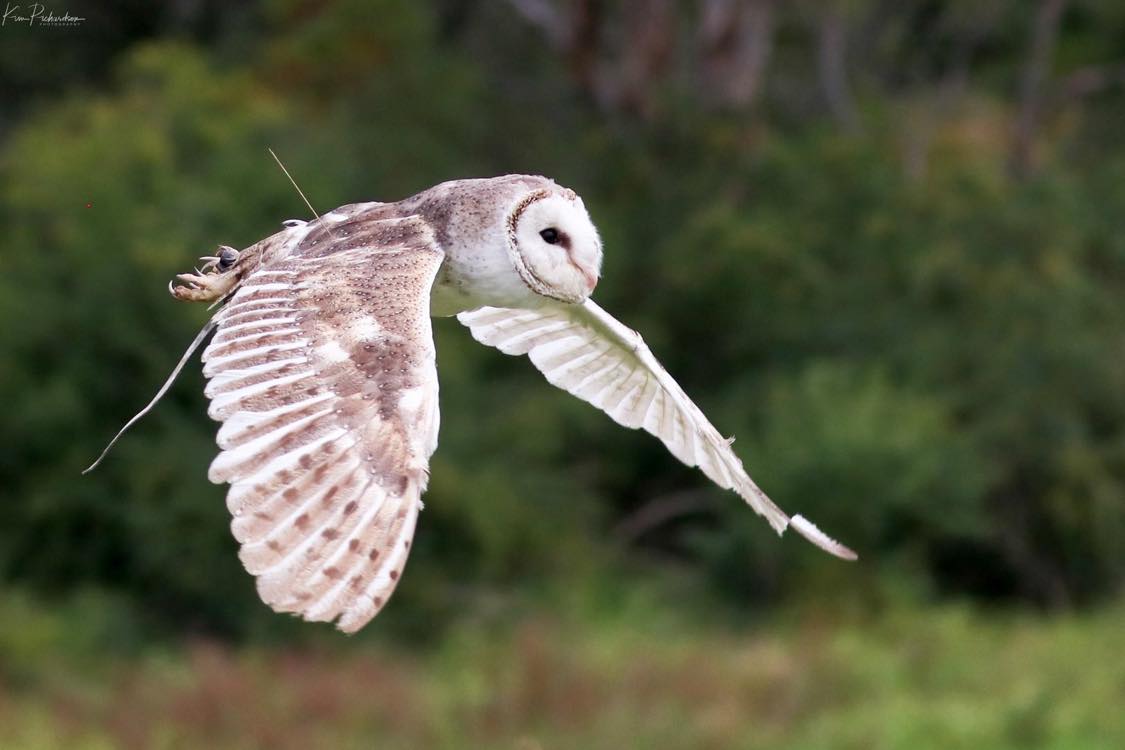 Owl Experience - Standard - Feathered Friends Reservations