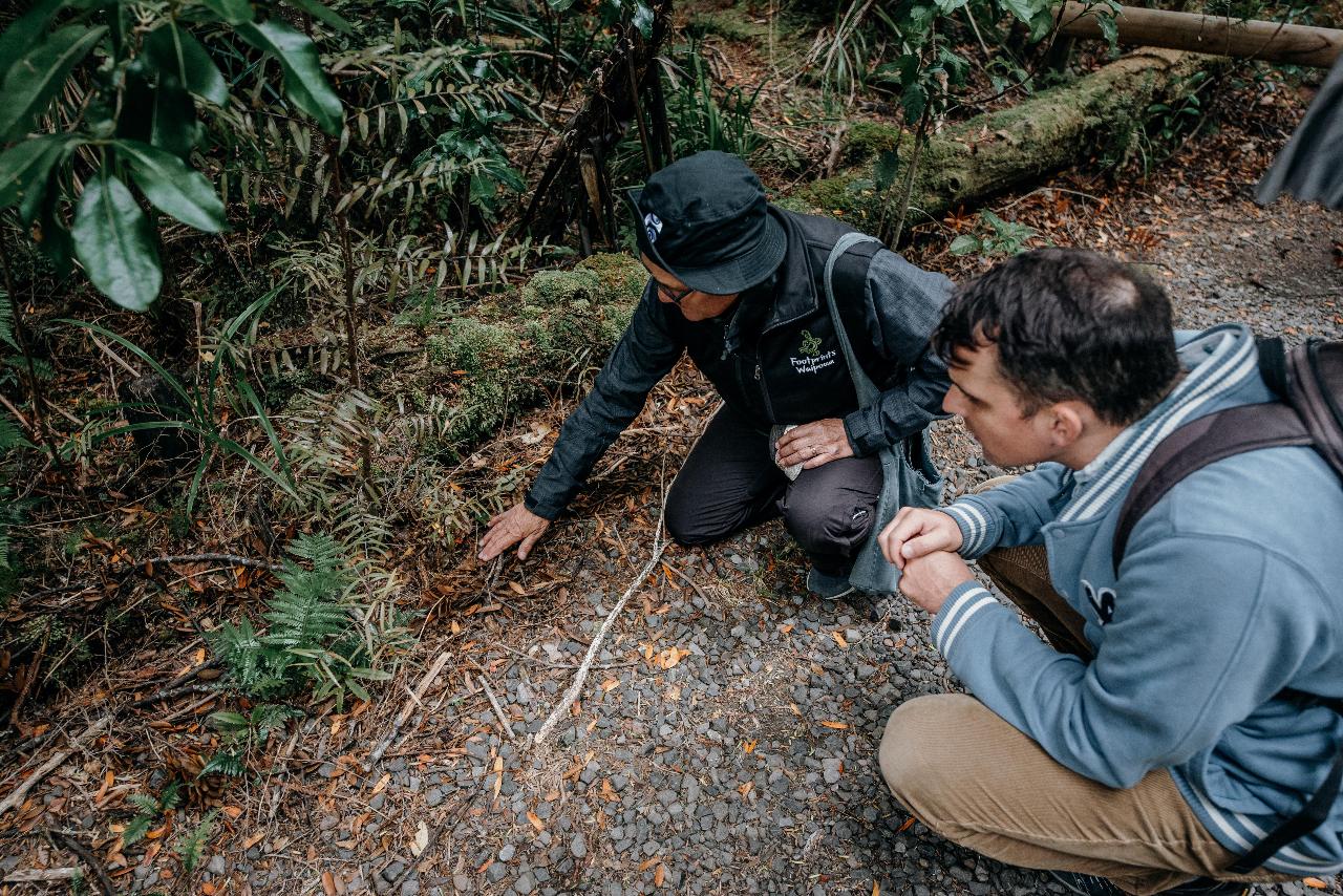 Te Matua Ngahere Twilight Experience (during Tane Mahuta Track closure ...
