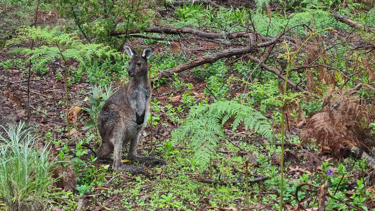 Chuditch & Island Pool Guided Hike - Off The Beaten Track WA Reservations