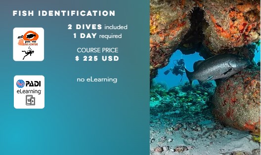 PADI SPECIALTY COURSE - FISH IDENTIFICATION - Pocna Dive Center ...