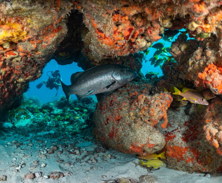 PADI SPECIALTY COURSE - FISH IDENTIFICATION - Pocna Dive Center ...