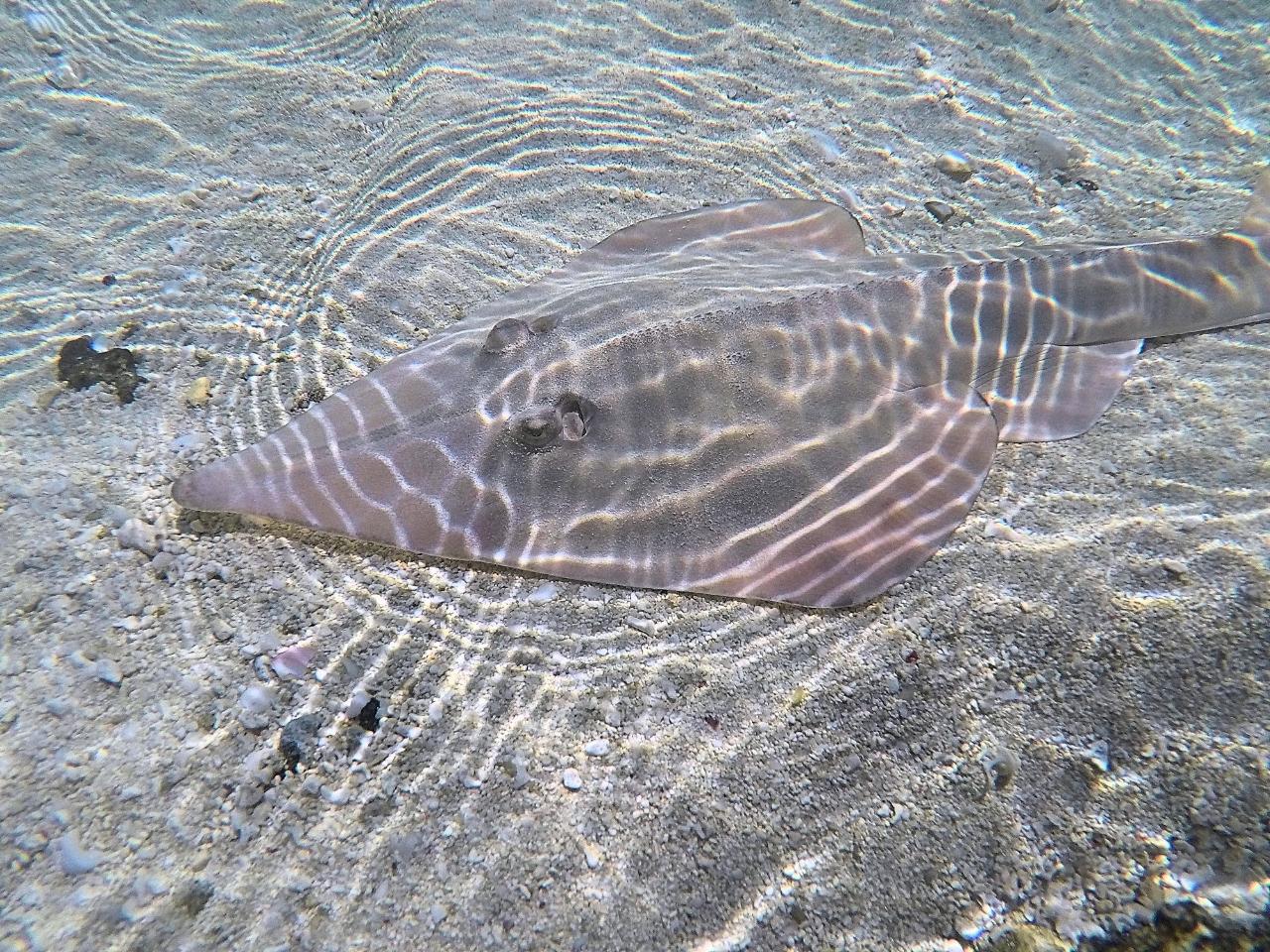 Admission to the Shark & Ray Rescue Centre Bob's Farm